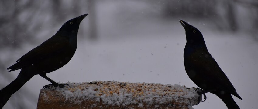 Imágenes de Zanate: descubre bancos de fotos, ilustraciones, vectores y ...
