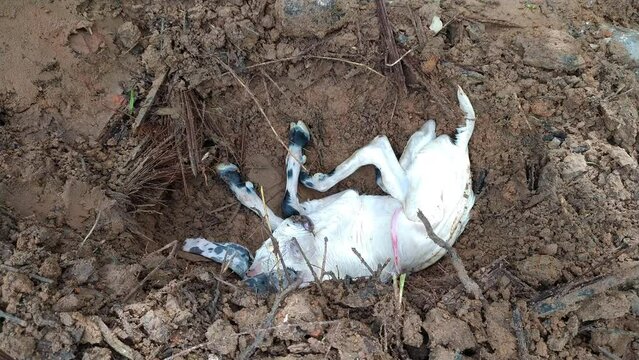 "Animal Disease" Images – Browse 838 Stock Photos, Vectors, and Video ...