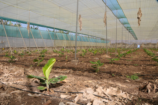 「Acrecentar」の画像 - 5,783 件の Stock 写真、ベクターおよびビデオ | Adobe Stock