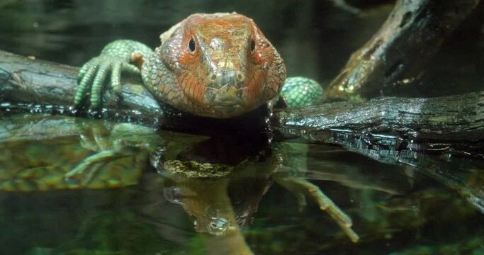 "Caiman Lizards" Images – Browse 304 Stock Photos, Vectors, and Video ...