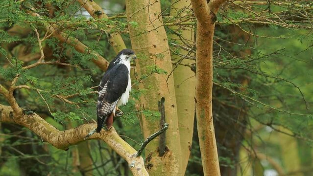 "Augur Buzzard" Images – Browse 229 Stock Photos, Vectors, and Video ...