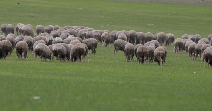 Green Pasture Sheep Images – Browse 149,253 Stock Photos, Vectors, and ...