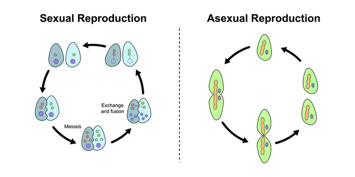 Meiois And Images Of Asexual Reproduction