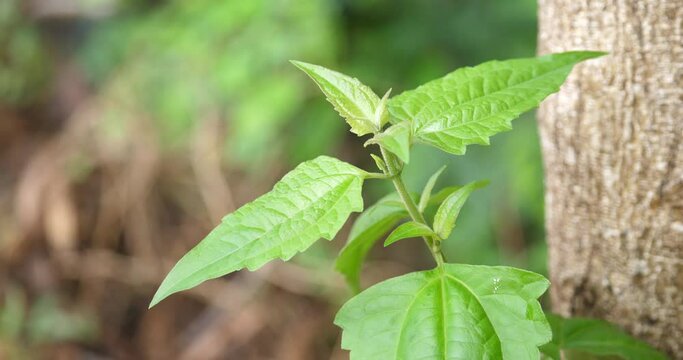 "Bitter Bush" Images – Browse 247 Stock Photos, Vectors, and Video ...