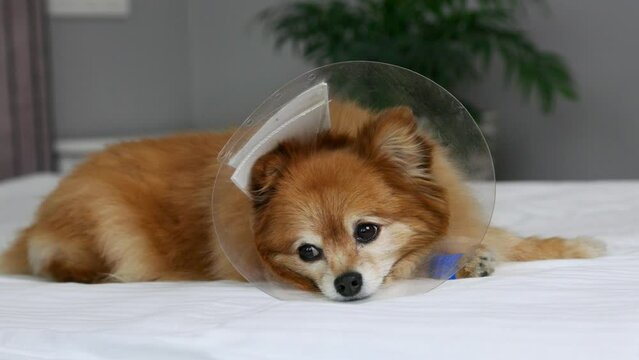 "German Spitz" Bilder – Durchsuchen 2,699 Archivfotos, Vektorgrafiken ...