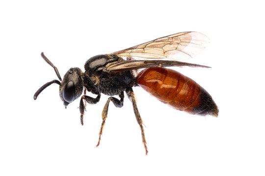 รูปภาพHalictidae – เลือกดูภาพถ่ายสต็อก เวกเตอร์ และวิดีโอ1,021 | Adobe ...