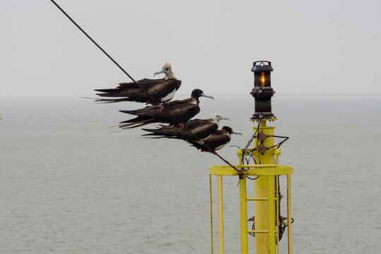 "Ships Mast" Images – Browse 58 Stock Photos, Vectors, and Video ...