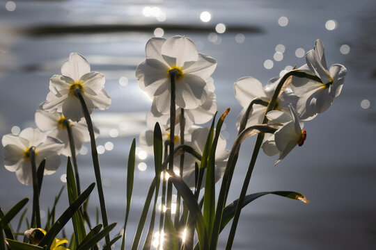 Nargis Flower Name In English