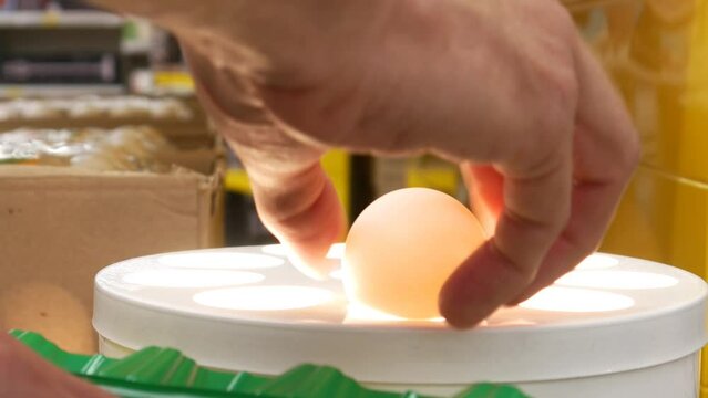 Ovoscope Images – Parcourir 19 le catalogue de photos, vecteurs et ...