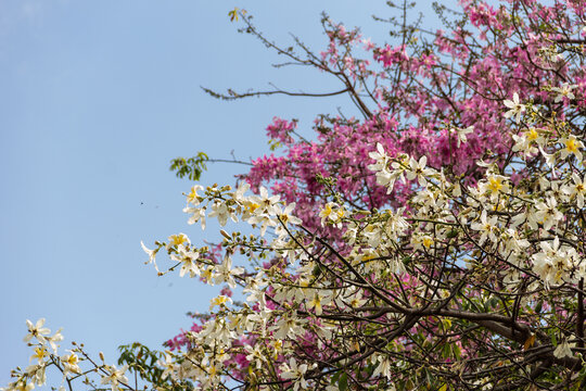 Barriguda Imagens – Procure 107 fotos, vetores e vídeos | Adobe Stock