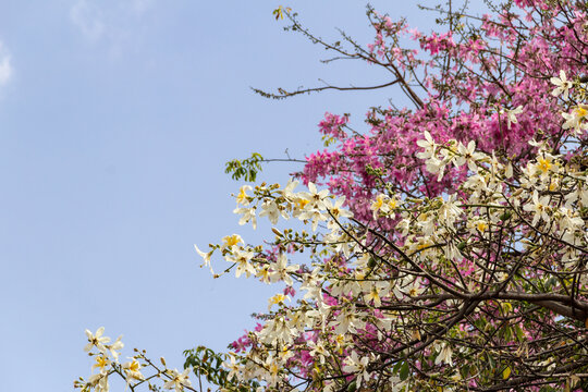 Barriguda Imagens – Procure 107 fotos, vetores e vídeos | Adobe Stock