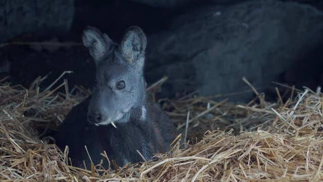 "Musk Deer" Images – Browse 614 Stock Photos, Vectors, and Video ...