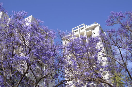 "Jacaranda Tree" Images – Browse 1,486 Stock Photos, Vectors, and Video ...