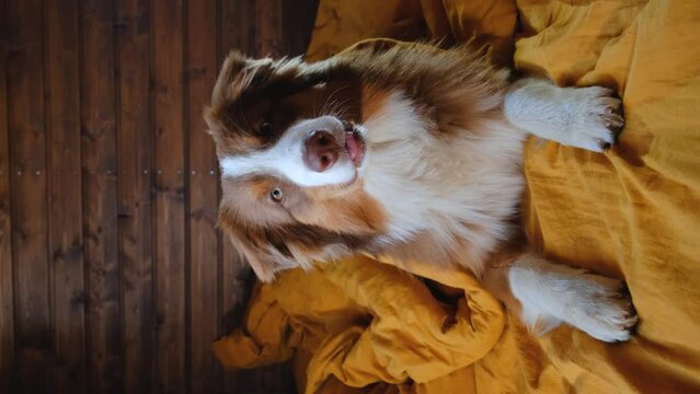 "Well Behaved" Images – Browse 1,712 Stock Photos, Vectors, and Video ...