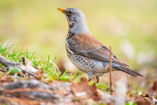 Imagens de Sabia – Explore Fotografias do Stock, Vetores e Vídeos de ...