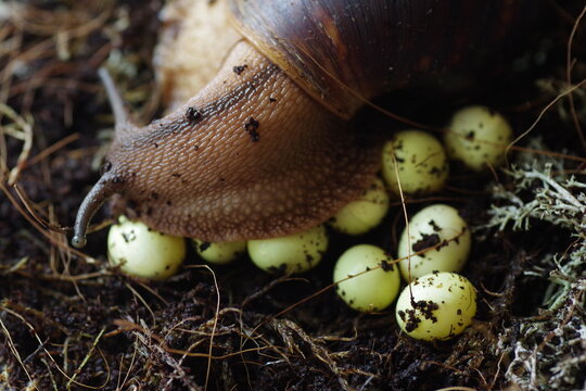 Ovipare Images – Parcourir 20,568 le catalogue de photos, vecteurs et ...