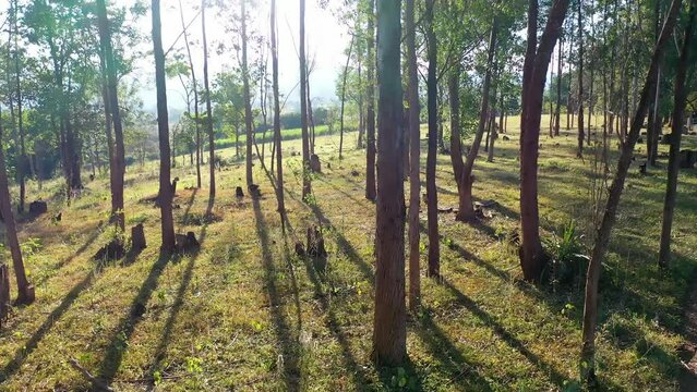 Praedial Bilder – Durchsuchen 358 Archivfotos, Vektorgrafiken und ...