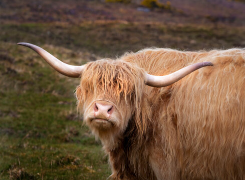 รูปภาพ"Scottish Cattle" – เลือกดูภาพถ่ายสต็อก เวกเตอร์ และวิดีโอ358 ...
