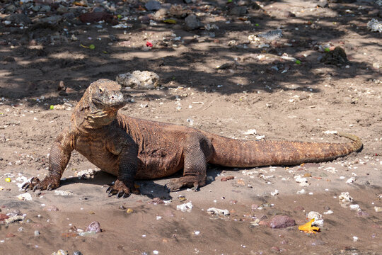 Komodo-Waran Bilder – Durchsuchen 29,412 Archivfotos, Vektorgrafiken ...