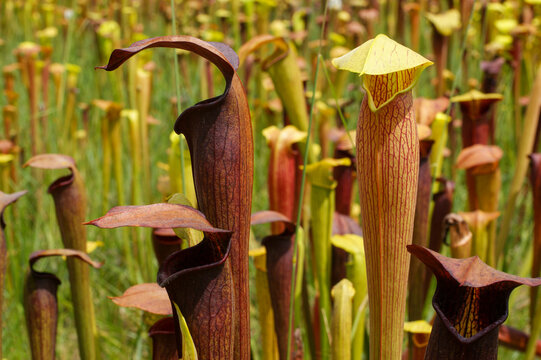 รูปภาพPitcher-Plant – เลือกดูภาพถ่ายสต็อก เวกเตอร์ และวิดีโอ3,766 ...