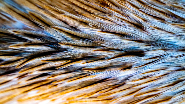 รูปภาพSeval – เลือกดูภาพถ่ายสต็อก เวกเตอร์ และวิดีโอ117 | Adobe Stock