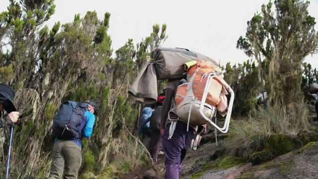 Afro-Alpine Images – Browse 73 Stock Photos, Vectors, and Video | Adobe ...