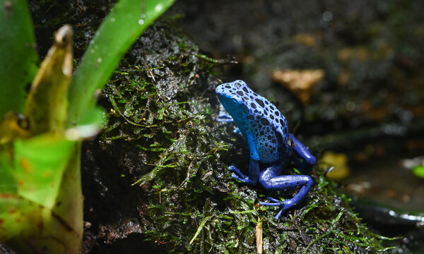 Okopipi Bilder – Durchsuchen 71 Archivfotos, Vektorgrafiken und Videos ...