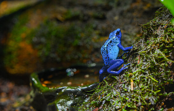 Okopipi Bilder – Durchsuchen 71 Archivfotos, Vektorgrafiken und Videos ...
