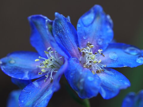 「青い花」の画像 - 776,885 件の Stock 写真、ベクターおよびビデオ | Adobe Stock