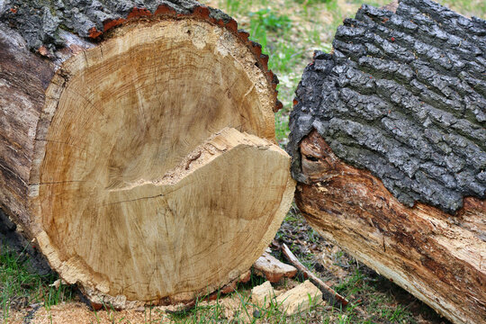 รูปภาพGraty – เลือกดูภาพถ่ายสต็อก เวกเตอร์ และวิดีโอ944 | Adobe Stock