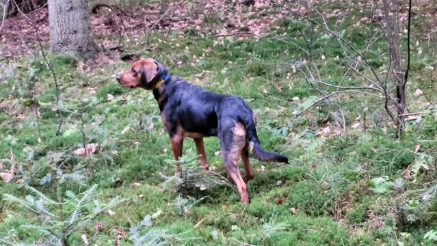 Imágenes de Ogar: descubre bancos de fotos, ilustraciones, vectores y ...