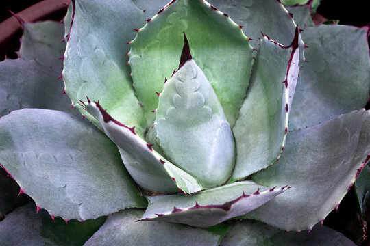 "Agave Plant" Images – Browse 952 Stock Photos, Vectors, and Video ...