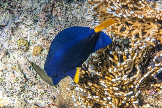 "Yellowtail Tang" Images – Browse 286 Stock Photos, Vectors, and Video ...