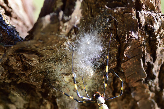 รูปภาพGaebul – เลือกดูภาพถ่ายสต็อก เวกเตอร์ และวิดีโอ748 | Adobe Stock