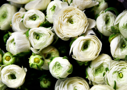 Jaskry Images – Browse 51 Stock Photos, Vectors, and Video | Adobe Stock