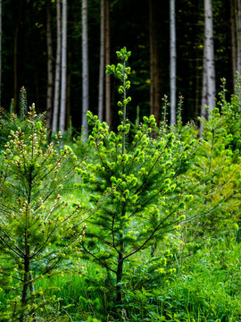Imagens de Schonung – Explore Fotografias do Stock, Vetores e Vídeos de ...