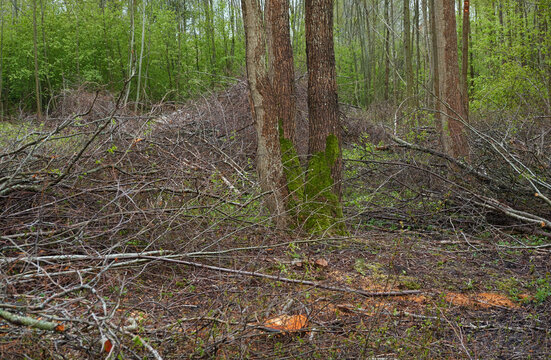 「Brushwood」の画像 - 127,026 件の Stock 写真、ベクターおよびビデオ | Adobe Stock