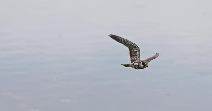 Eurasian Hobby"」の写真素材 | 678件の無料イラスト画像 | Adobe Stock