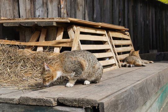 รูปภาพ"Lazy Cat" – เลือกดูภาพถ่ายสต็อก เวกเตอร์ และวิดีโอ1,121 | Adobe ...
