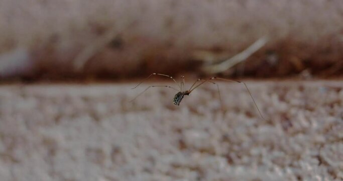 "Daddy Long Legs" Images – Browse 737 Stock Photos, Vectors, and Video ...