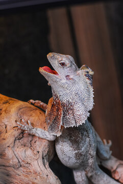 Frilled Dragon Enclosure