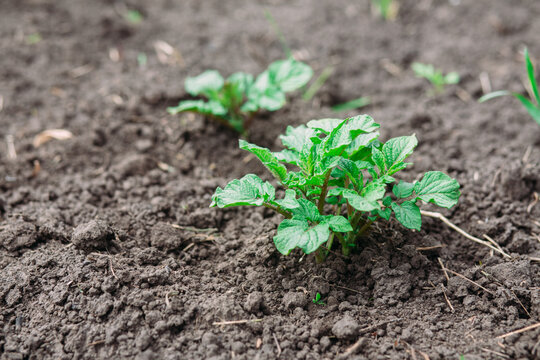 "Potato Tops"-Bilder: Stock-Fotos & -Videos. | Adobe Stock