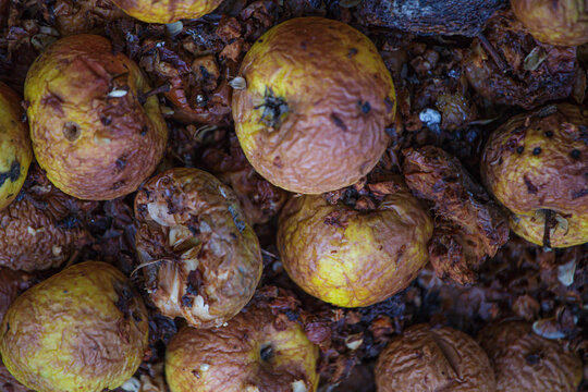 "Rotting Food" Images – Browse 129 Stock Photos, Vectors, and Video ...