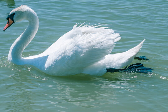 Afbeeldingen over "Swimming Swan" – Blader in stockfoto's, vectoren en ...