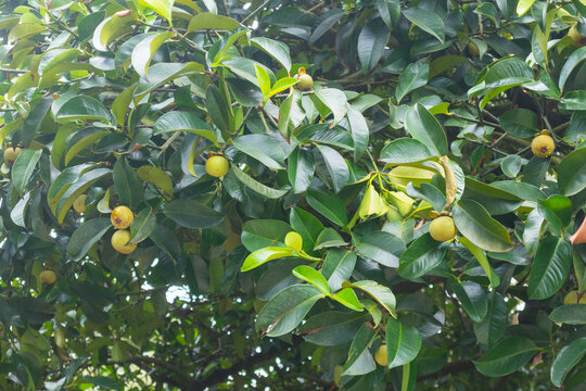 Mangosteen Tree Images – Browse 37,585 Stock Photos, Vectors, and Video ...