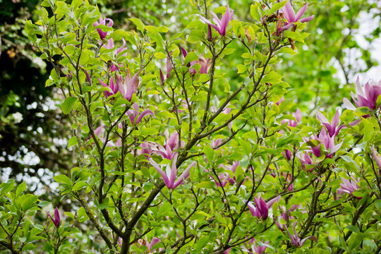 Magnolio Images – Browse 126 Stock Photos, Vectors, and Video | Adobe Stock