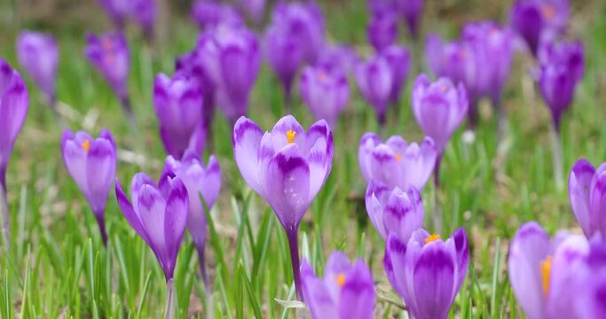 Crocus Video Footage – Browse 5,836 HD Stock Video and Footage | Adobe ...