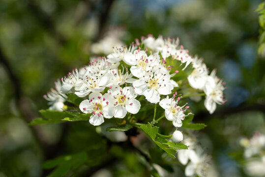 รูปภาพMay-Tree – เลือกดูภาพถ่ายสต็อก เวกเตอร์ และวิดีโอ44,186 | Adobe Stock
