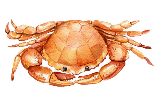 Hummerkrabben-Bilder: Stock-Fotos & -Videos. | Adobe Stock