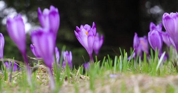 Crocus Video Footage – Browse 5,836 HD Stock Video and Footage | Adobe ...